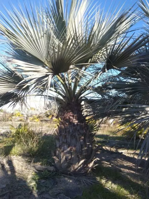 Brahea armata – Palmiarnia Kraków