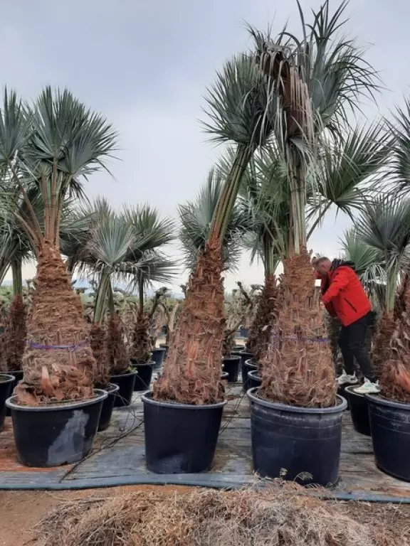 Brahea armata – Palmiarnia Kraków