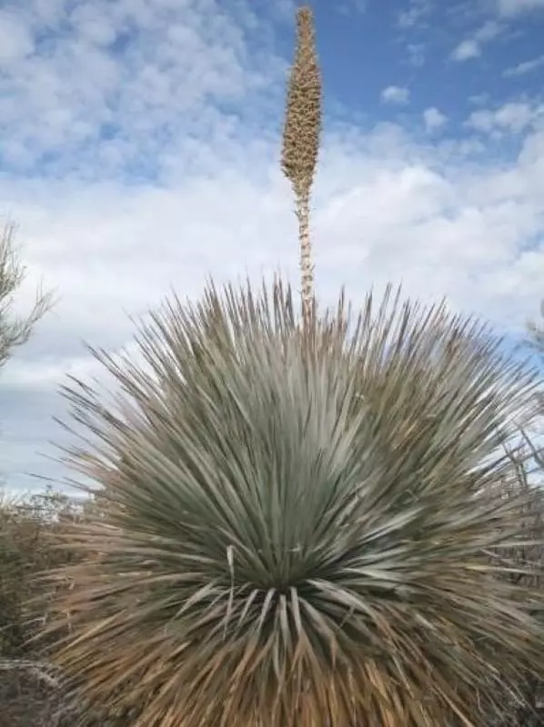 Dasylirion wheeleri – Palmiarnia Kraków