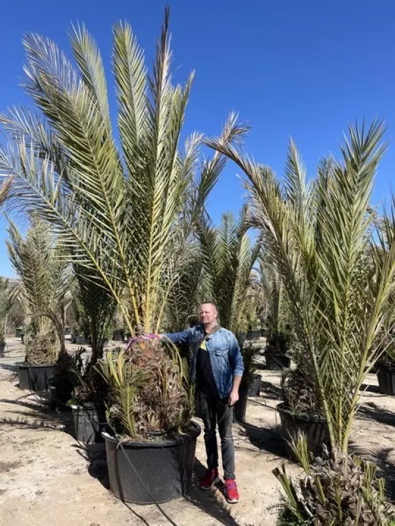 Phoenix dactylifera – Palmiarnia Kraków