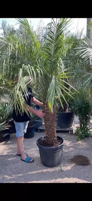 Phoenix roebellini – Palmiarnia Kraków