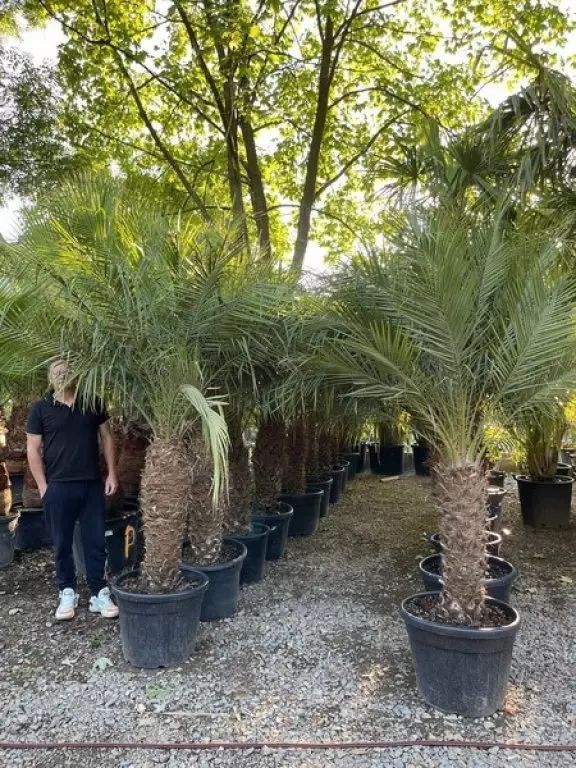 Phoenix roebellini – Palmiarnia Kraków