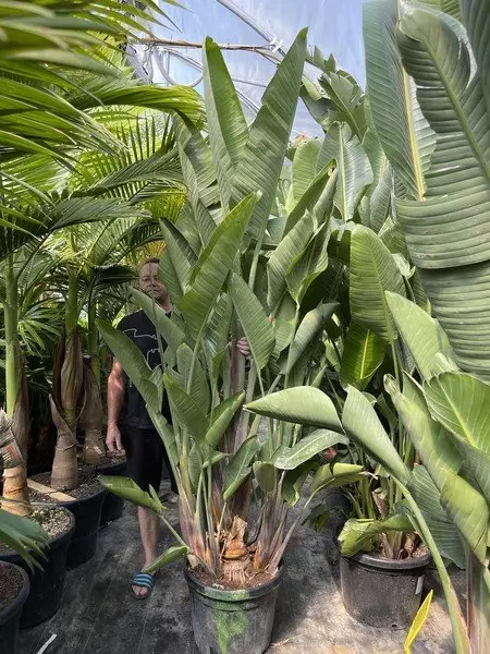 Strelitzia Augusta – Palmiarnia Kraków