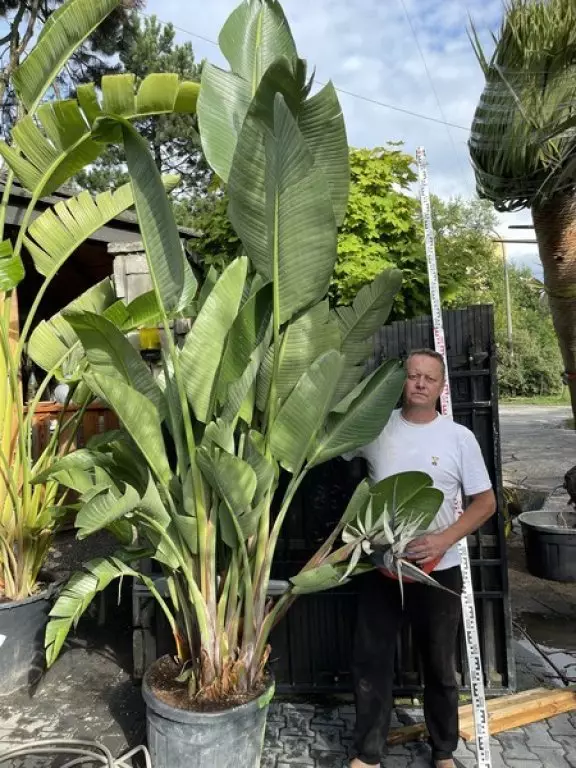 Strelitzia Augusta – Palmiarnia Kraków